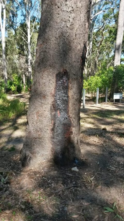 Bloodwood in the Tropics - FNQ Nature Tours